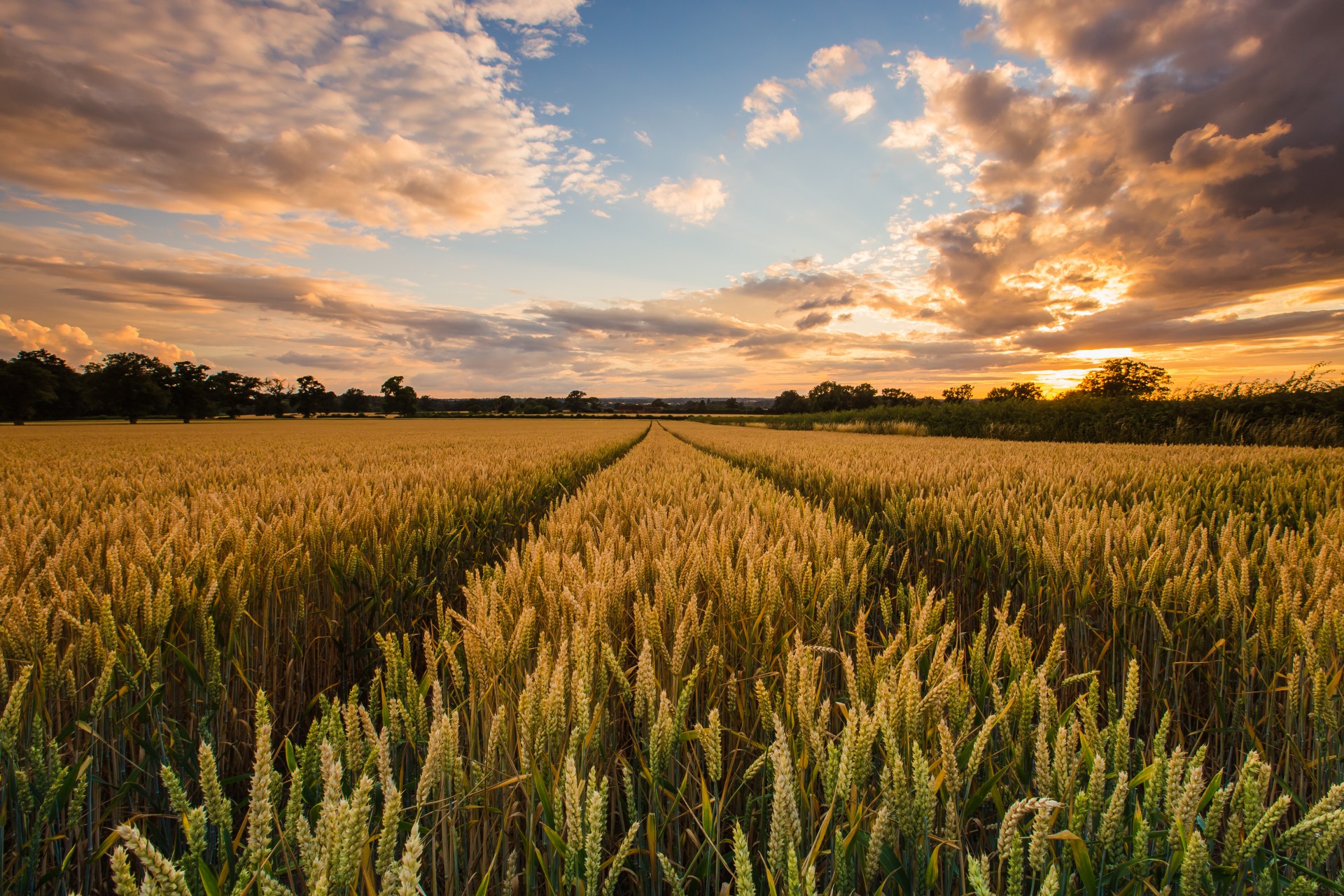 Cargill NV | food.be